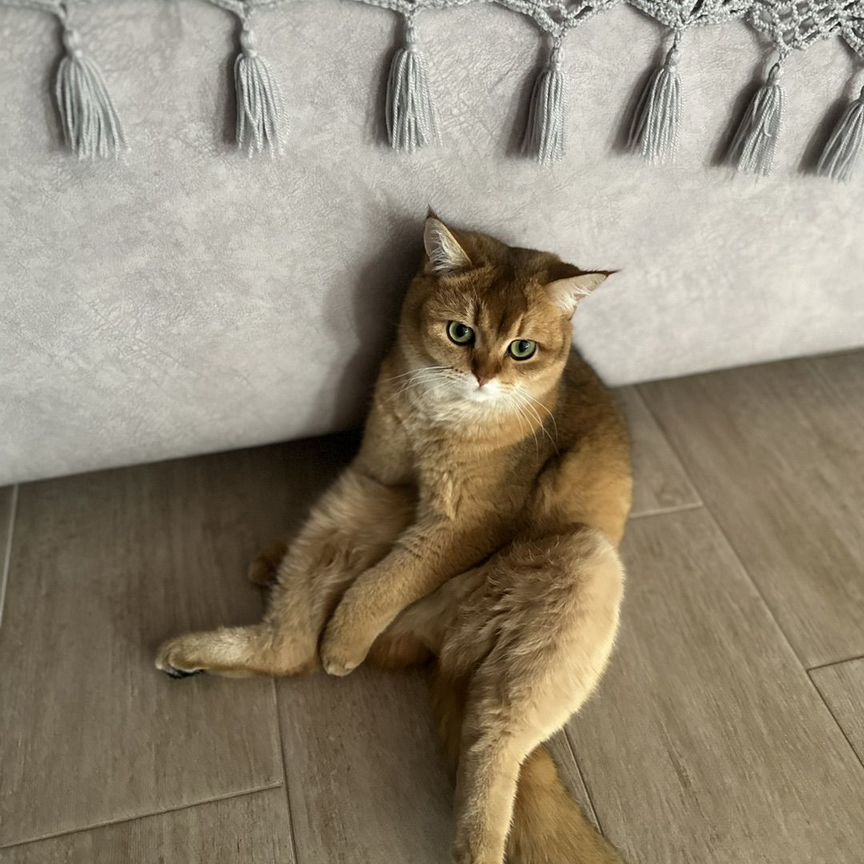 Потерялся кот