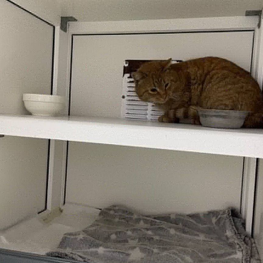 Взрослый кот в добрые руки