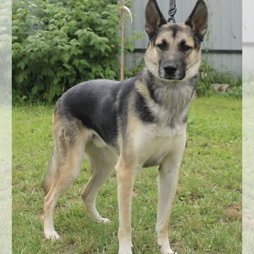 Взрослый пёс в добрые руки