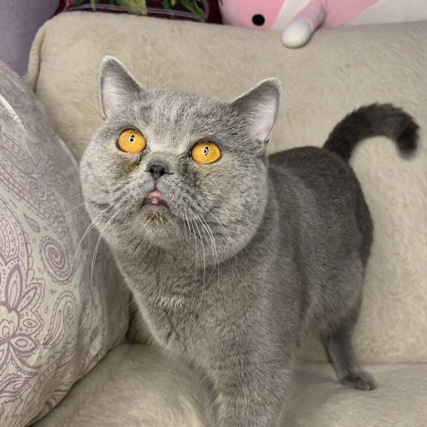 Британский котик в добрые руки