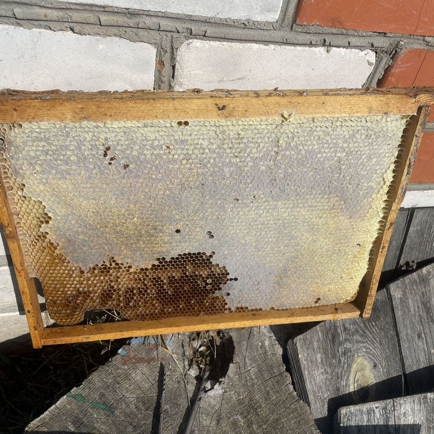 Рамки гнездовые с медом