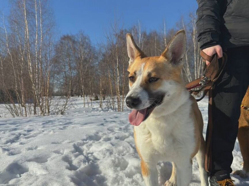 Собака Плюшка нуждается в человеке