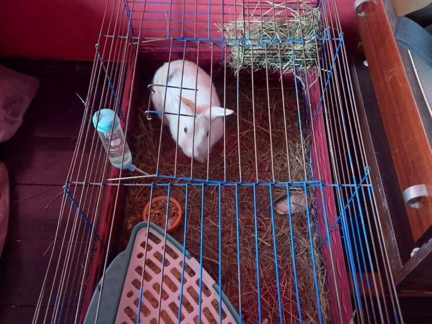 Клеткас кроликом полкой туалетом и сено