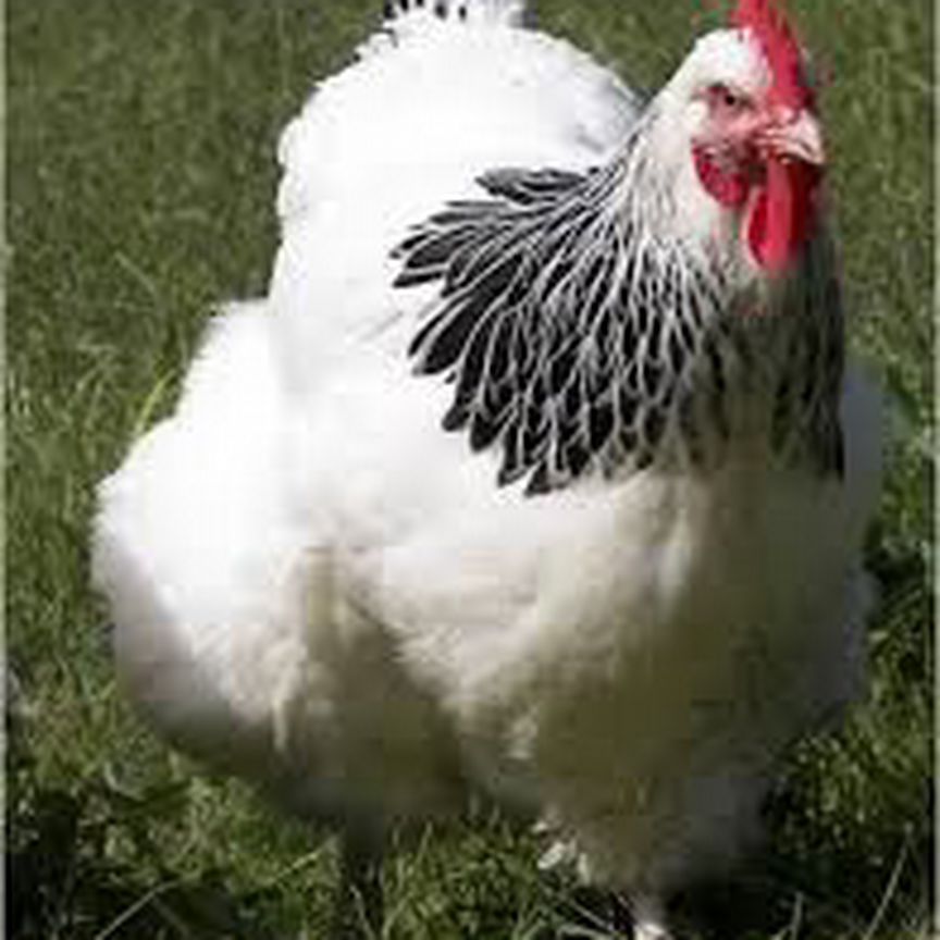 Продам курицу и утку на мясо