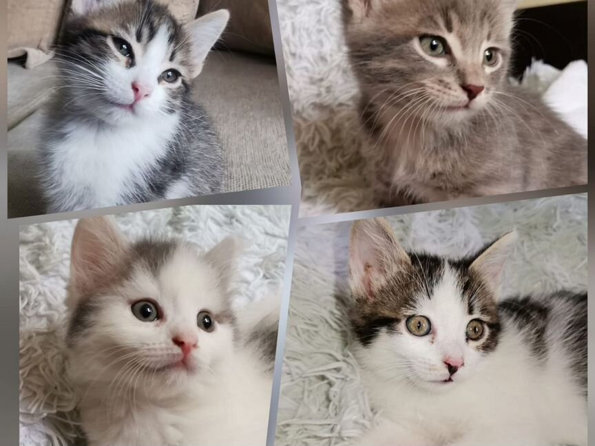 Котята в добрые руки