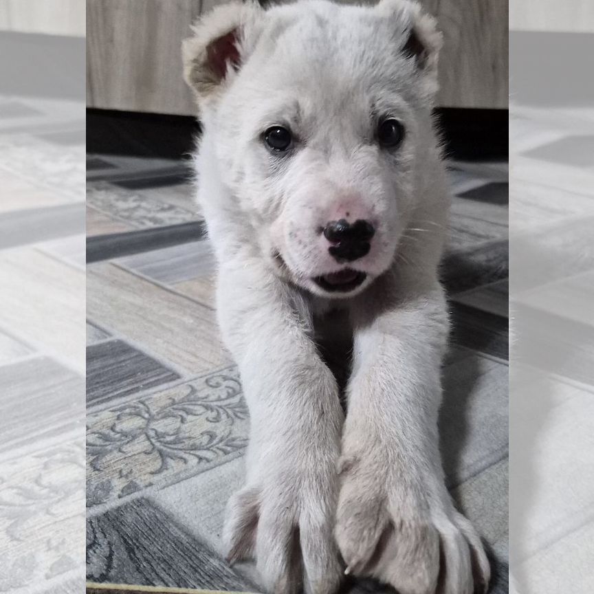 Среднеазиатская овчарка, щенок