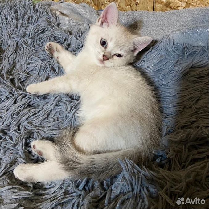 Шотладский котенок