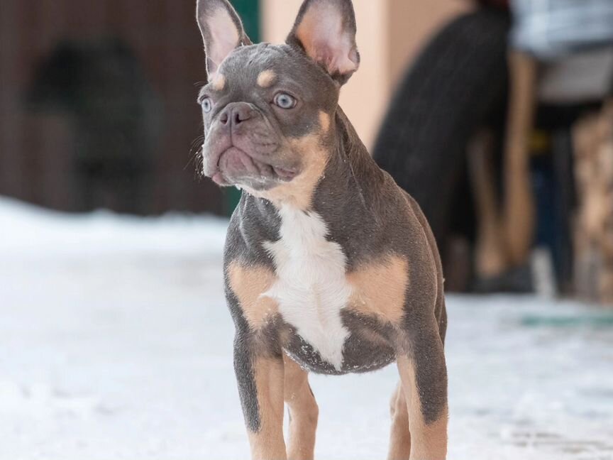 Французский бульдог девочка