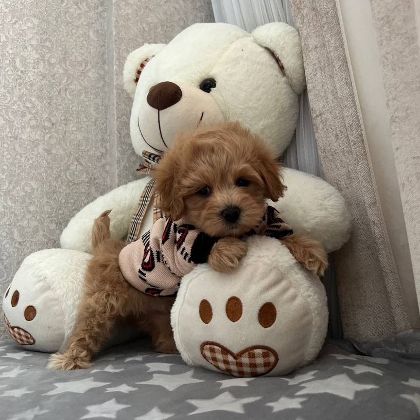 Мальтипу F1 мальчик