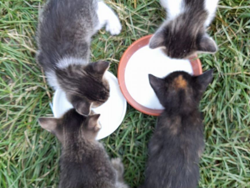 Котята в добрые руки 2,5 мес. (мальчики и девочки)
