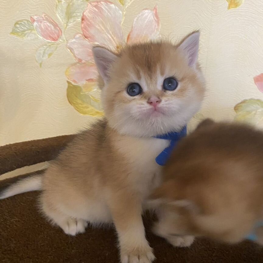Котенок мальчик британец