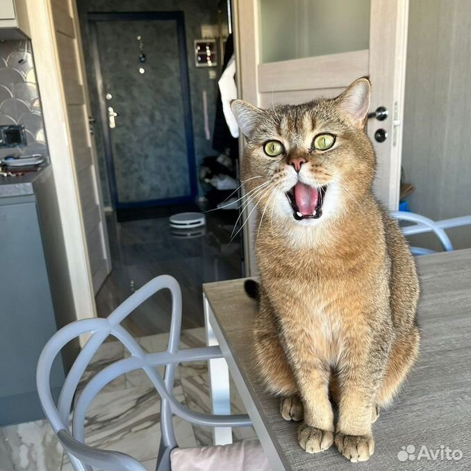 Потерялся кот