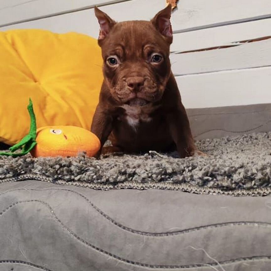 Шоколадки щенки булли