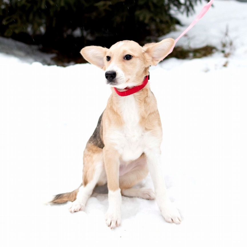 Небольшой щенок для квартиры из приюта