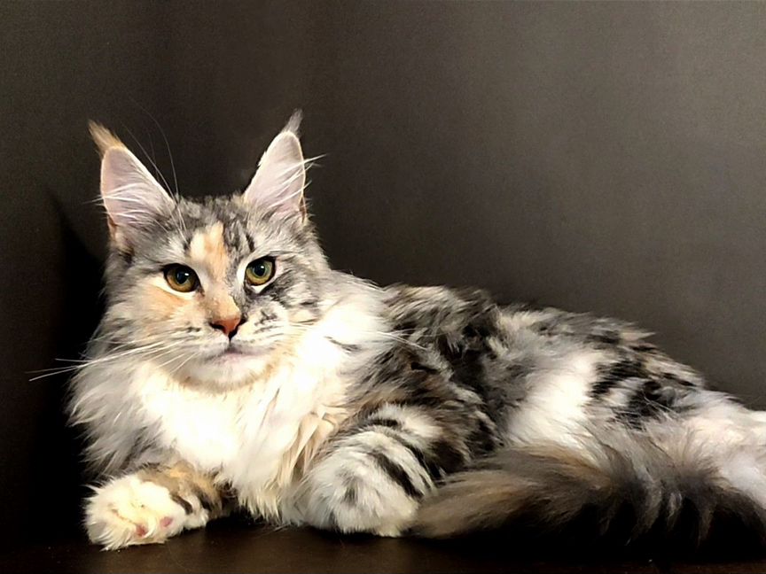 Шикарная черепашка