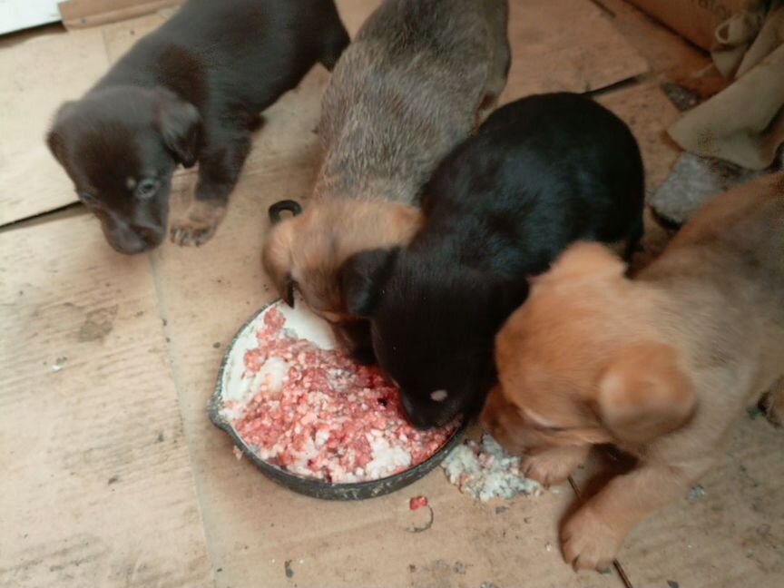 Щенки дворняшки