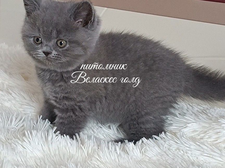 Британская плюшка
