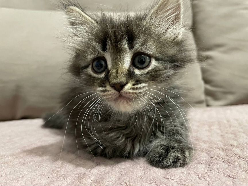 Котенок мальчик