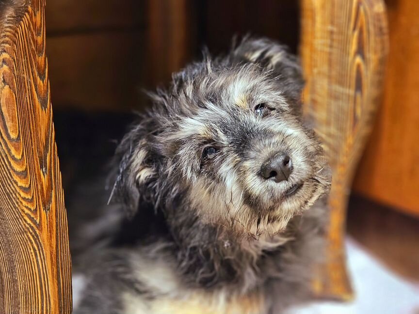 Щенок Кузя лохматый и не большой, доставим