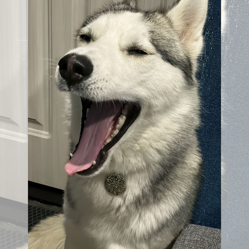 Сибирский хаски, взрослый пёс