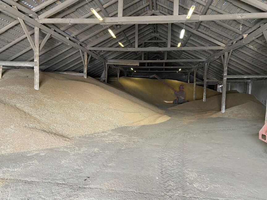 Зерно пшеница 3 класс