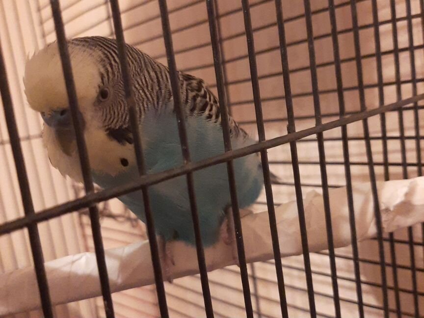 Волнистый попугай потерялся