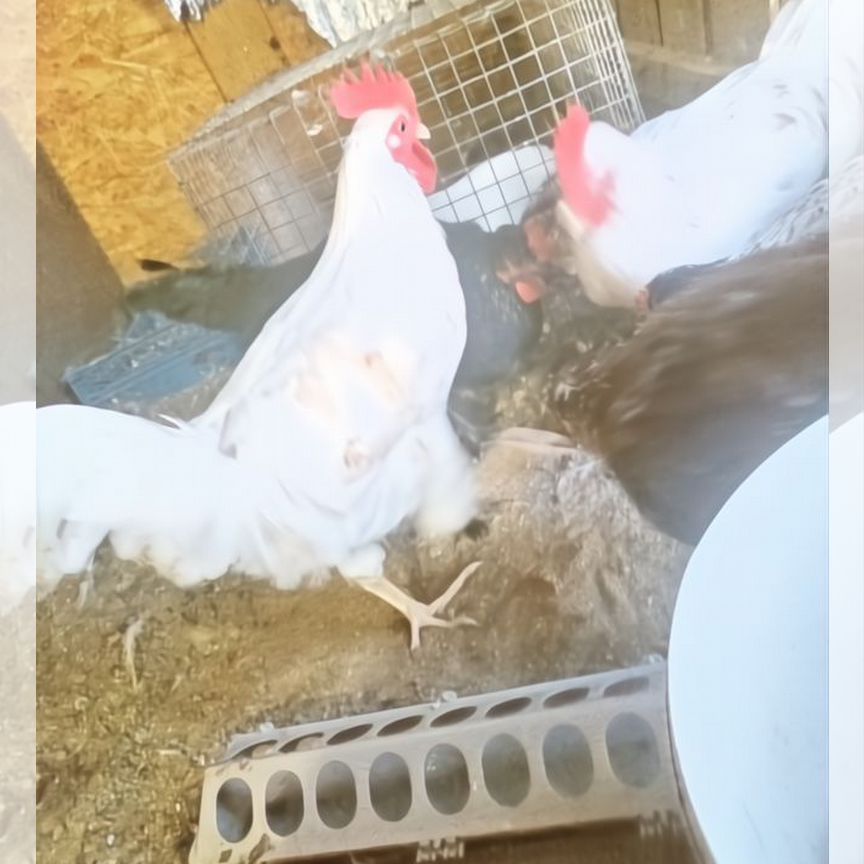 Молодые петухи