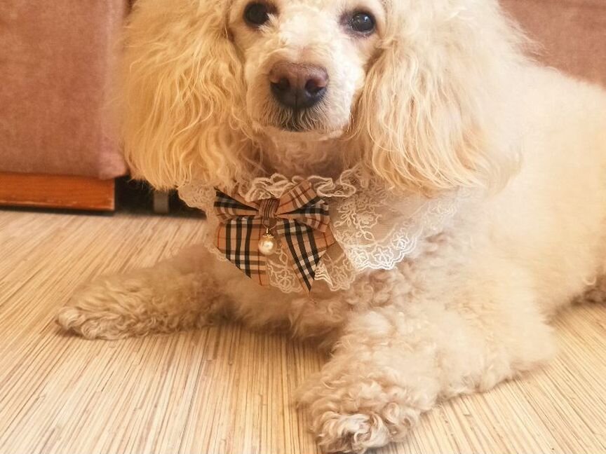 Карликовый пудель