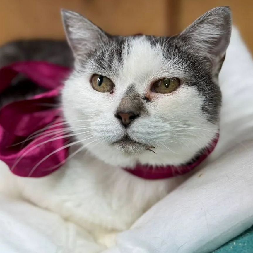 Взрослая, кошка в добрые руки