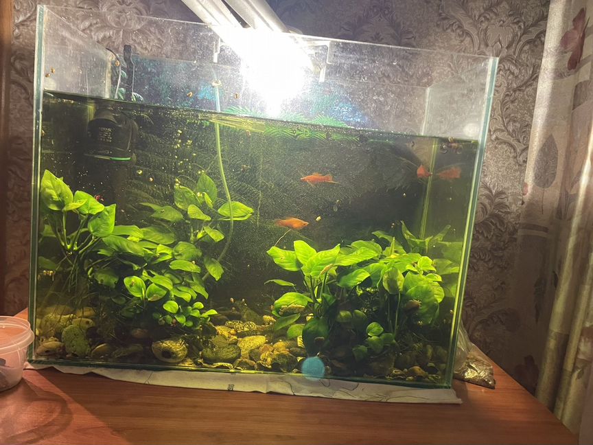 Аквариум с рыбками