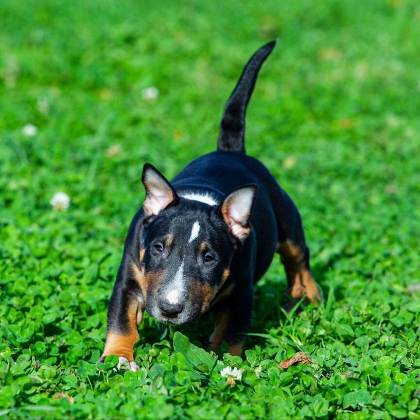 Миниатюрный бультерьер щенки