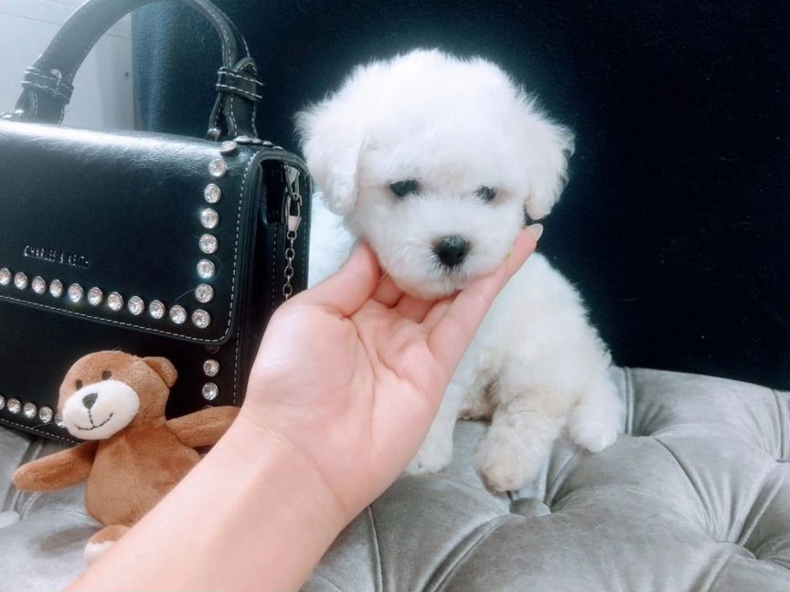 Бишон фризе mini мальчик