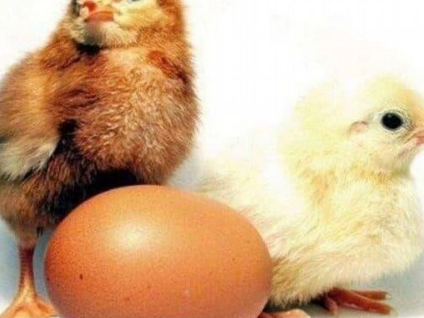 Цыплята ломан браун несушки