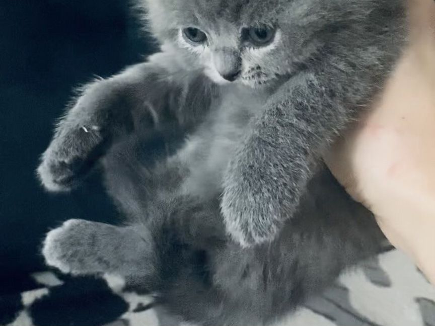 Шотландские вислоухие котятки