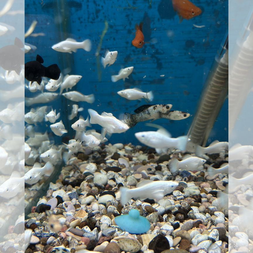 Моллинезия велифера, Платиновая