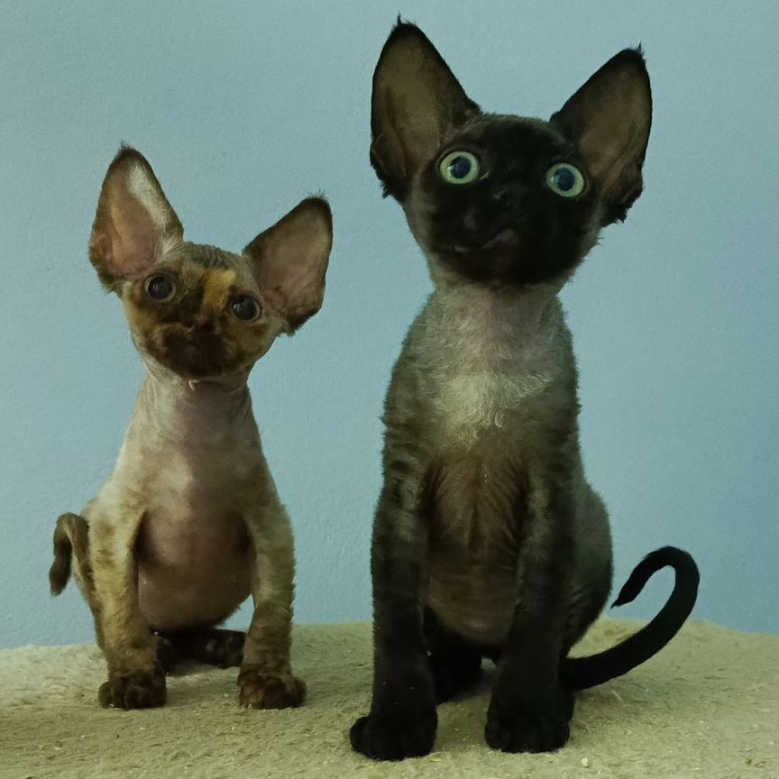 Котята девон-рекс