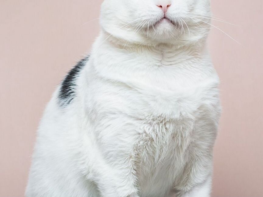 Котик толстячок колбаскин