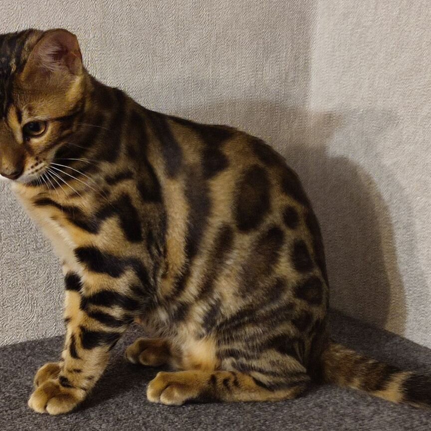 Бенгальская