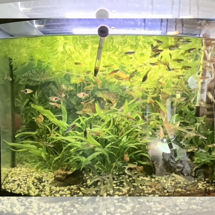 Аквариум с рыбками готовый