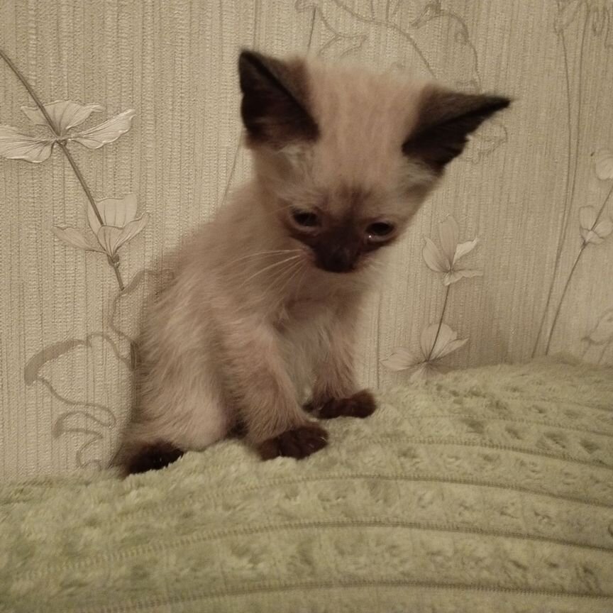 Котята