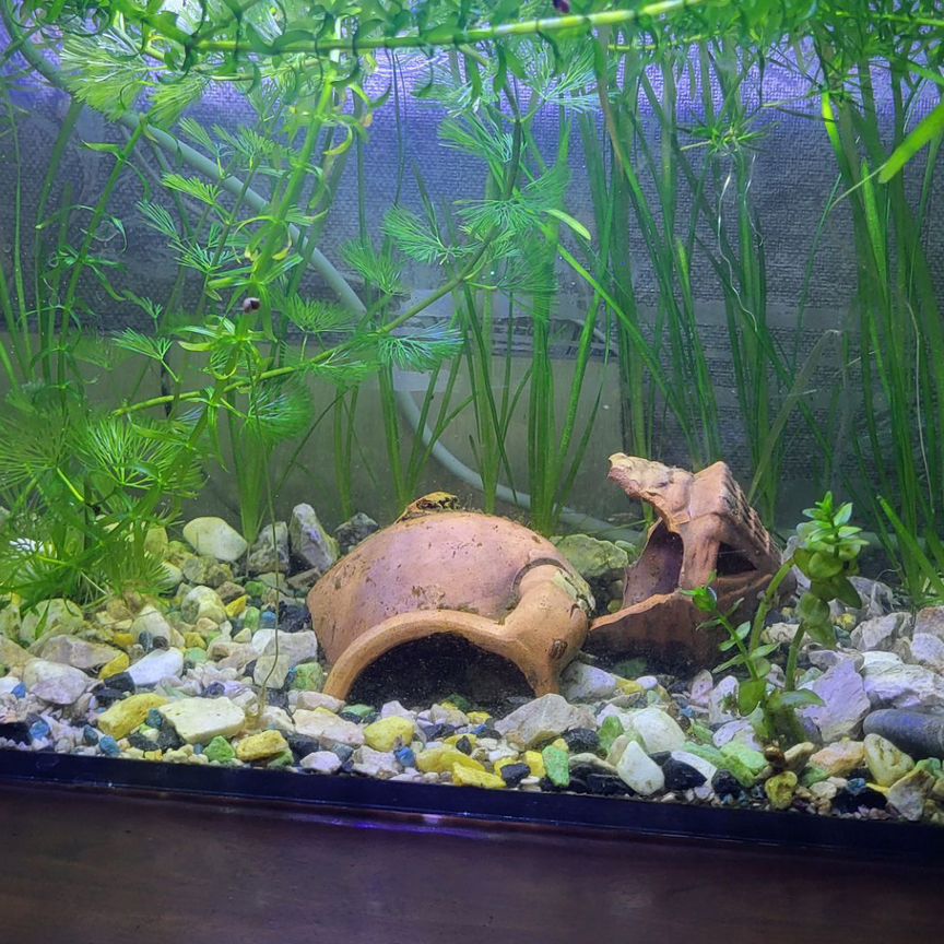 Аквариумные растения