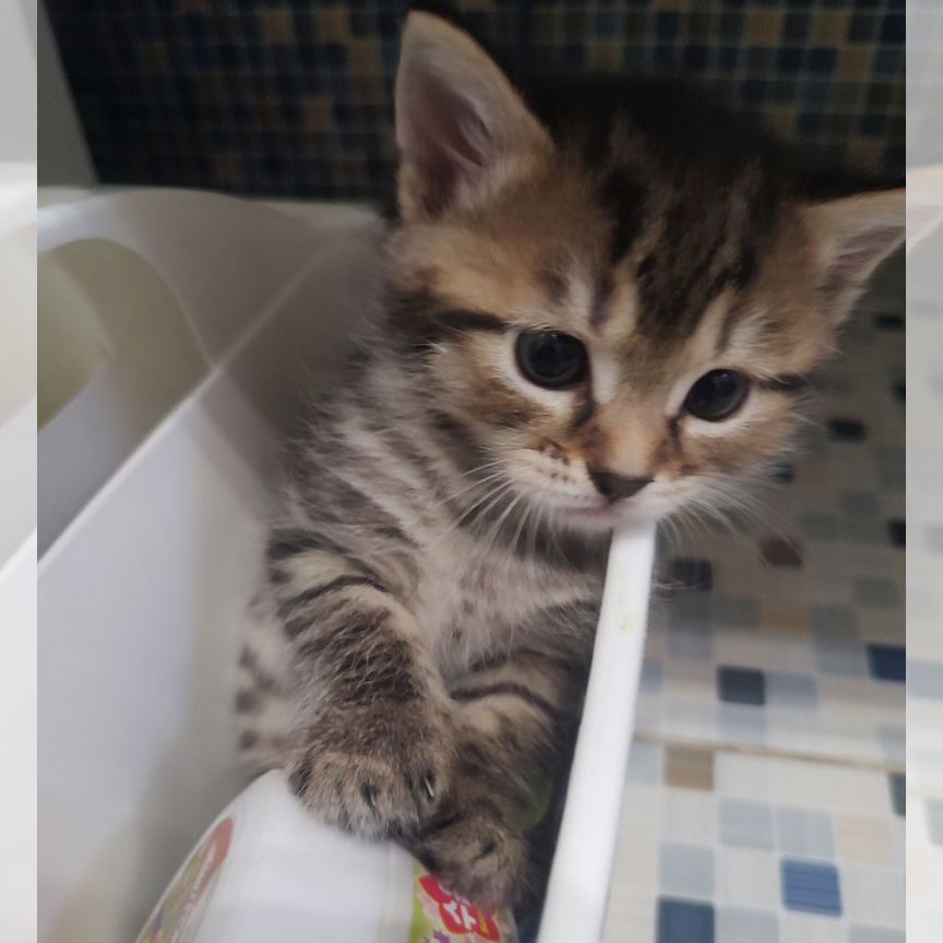 Котёнок в добрые руки