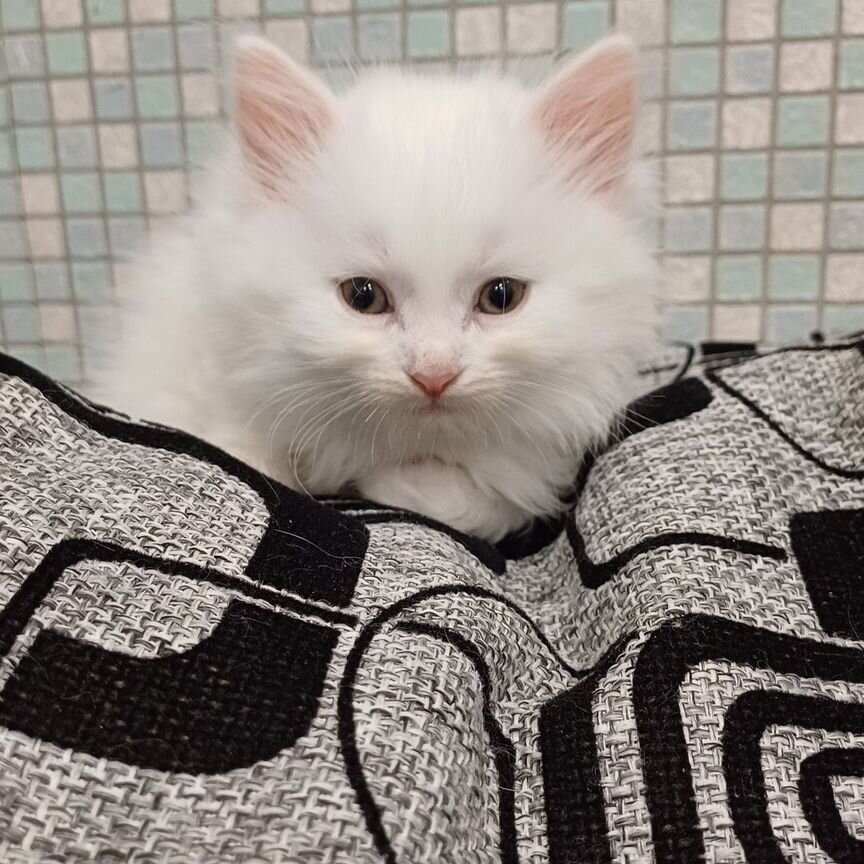 Котята в добрые руки бесплатно