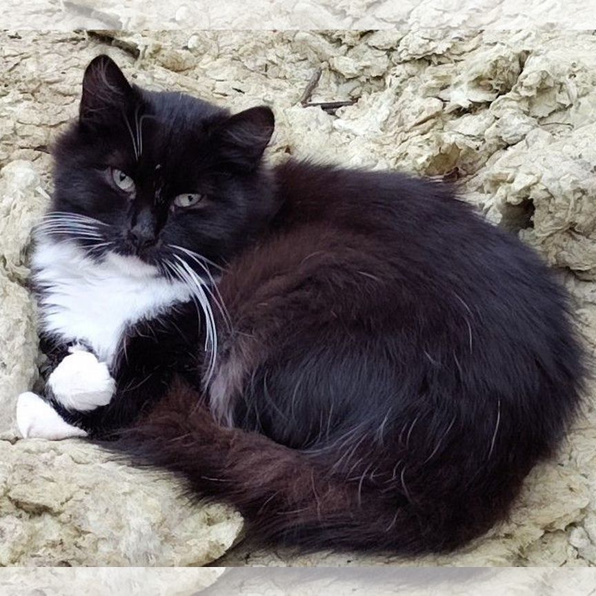 Котик в добрые руки