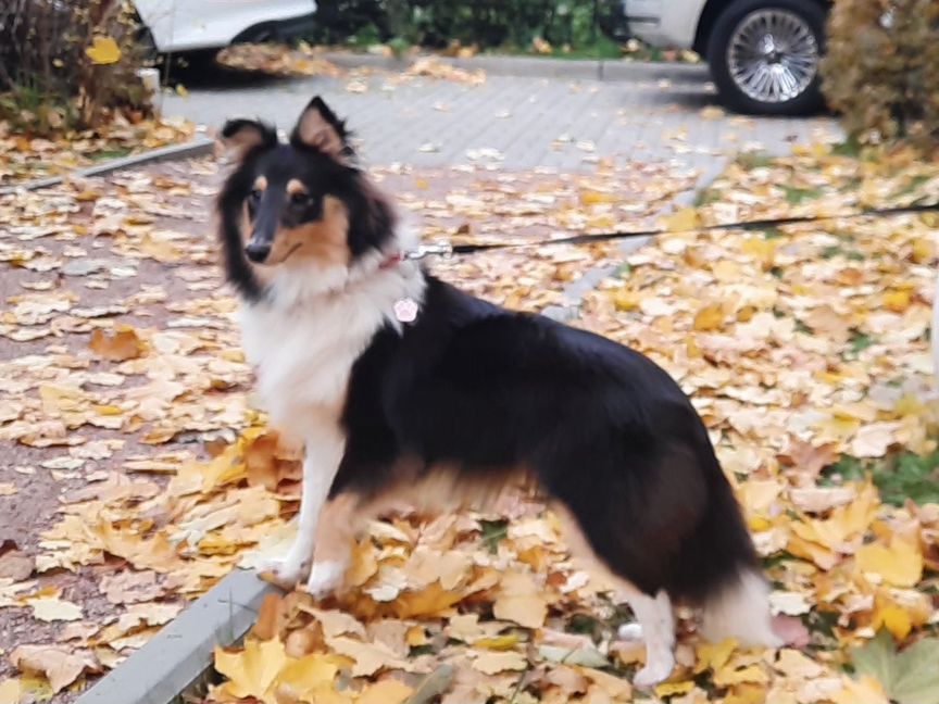 Отдам шелти щенка