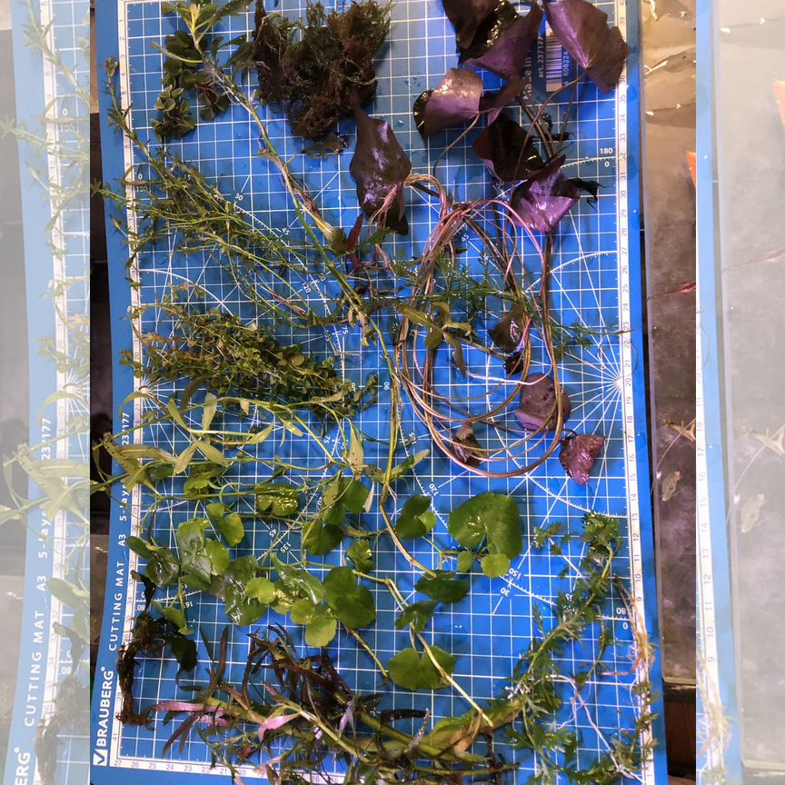 Аквариумное растение, 10-11 видов