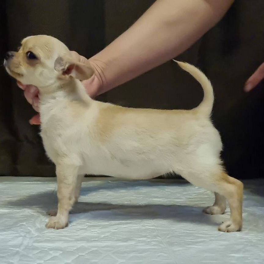 Чихуахуа, щенок