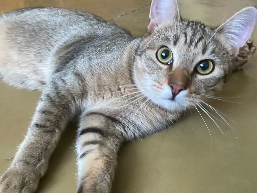Котята