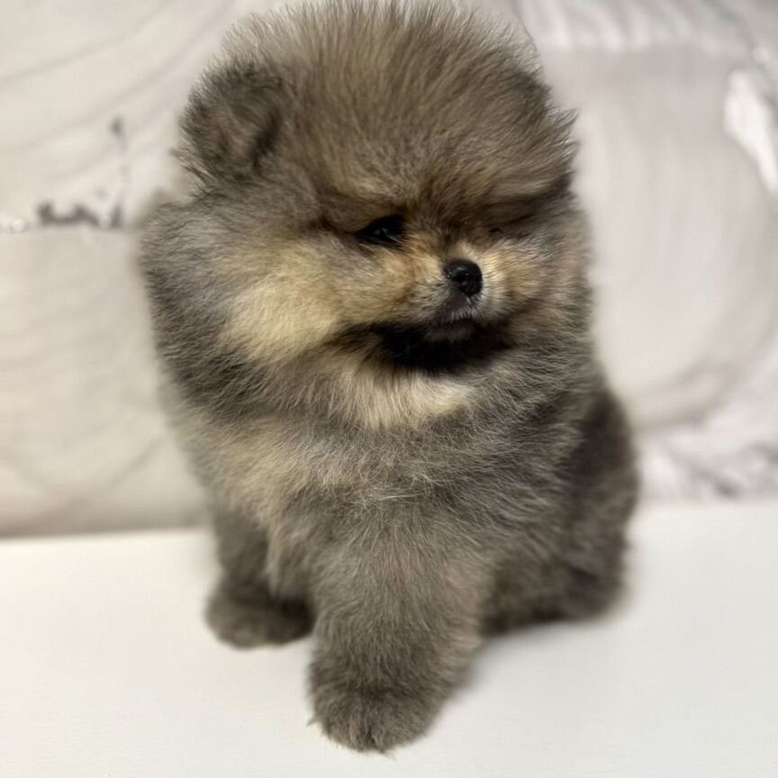 Померанский шпиц, щенок