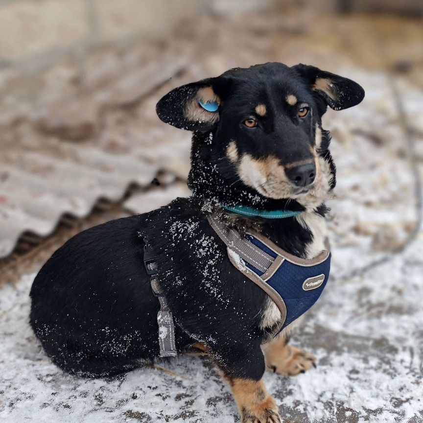 Коротколапая собачка